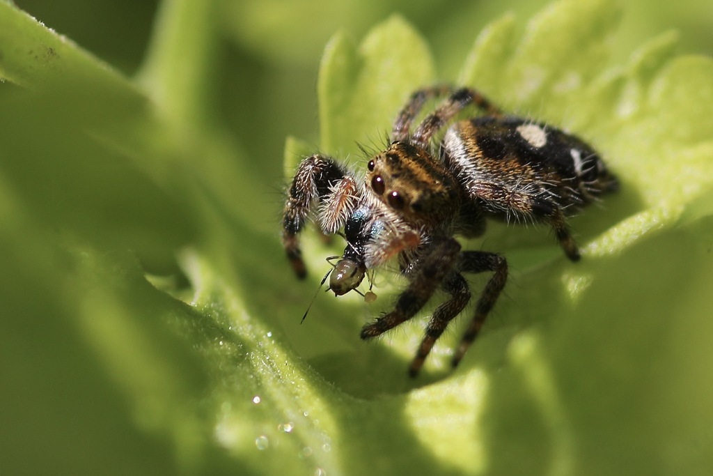 Bold Jumping Spider from Fair Oaks, CA, USA on November 7, 2023 at 12: ...