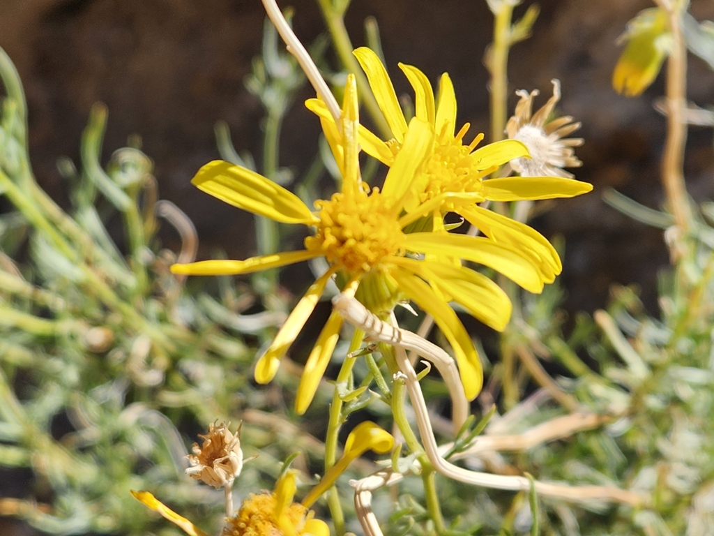 threadleaf groundsel from Inyo County, US-CA, US on November 11, 2023 ...