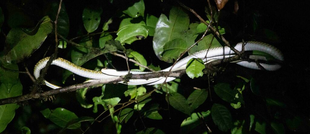 Coconut Tree Snake from Sorong Regency, West Papua, Indonesia on ...