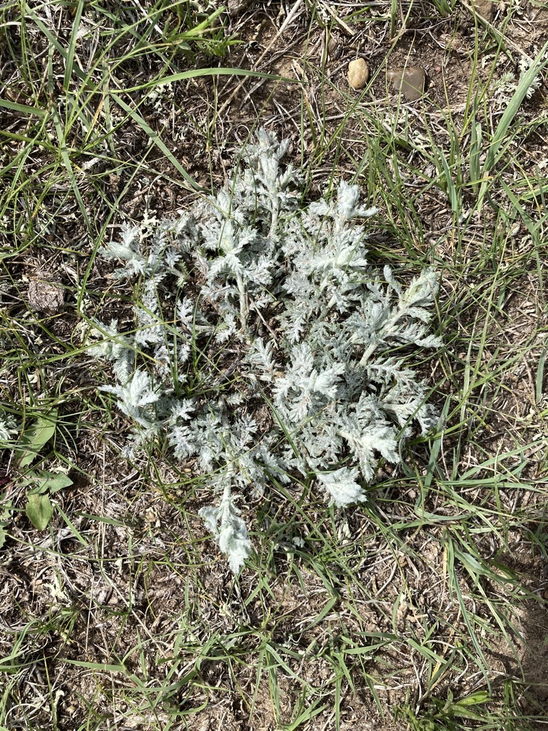 Spiny Goldenweed from Val Marie No. 17, SK S0N, Canada on May 31, 2023 ...