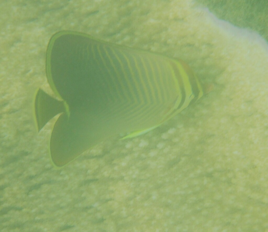 Eastern Triangle Butterflyfish from Hinchinbrook, QLD, Australia ...