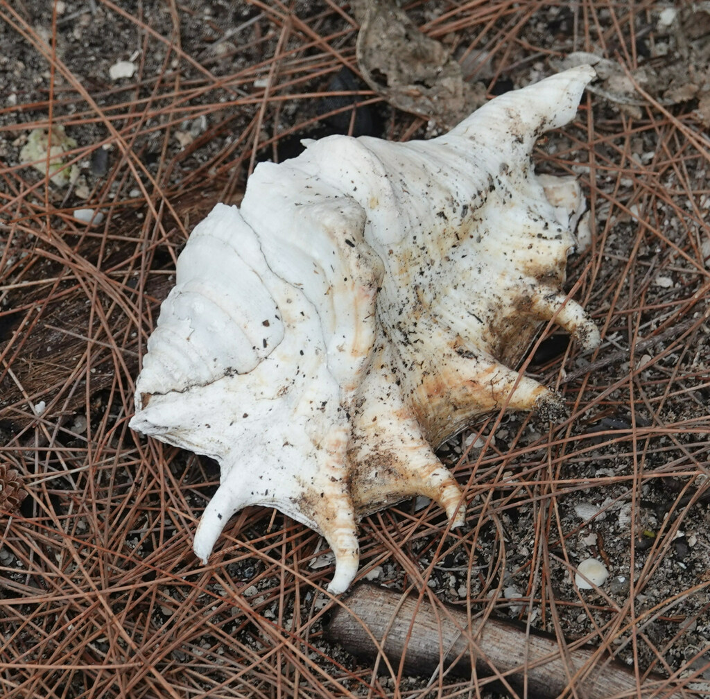 Common Spider Conch from Tabari Is (Merpati), Raja Ampat Regency, West ...