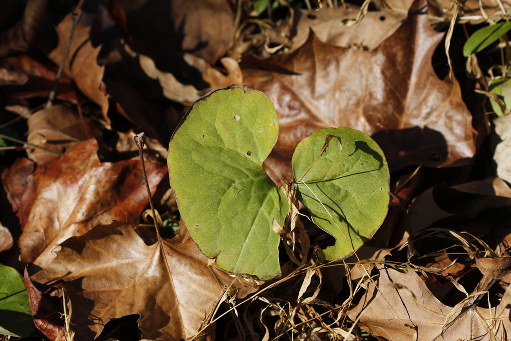Canadian wild ginger from Eldersburg, MD, USA on November 11, 2023 at ...