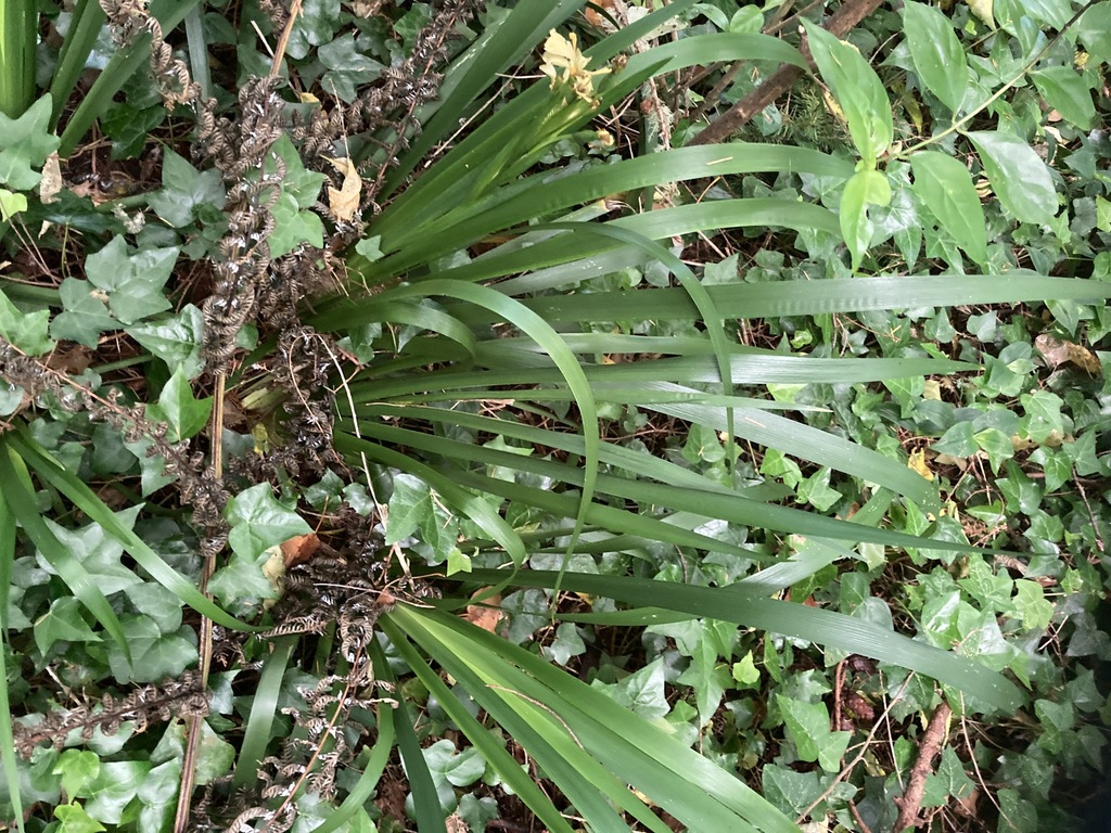 Stinking iris from Whakarewarewa, Rotorua, New Zealand on November 5 ...