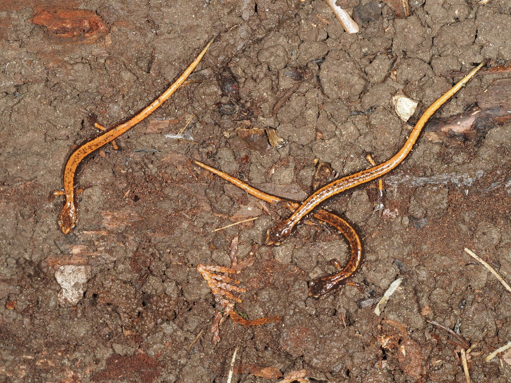 Western Red-backed Salamander from Capital, BC, Canada on October 17 ...