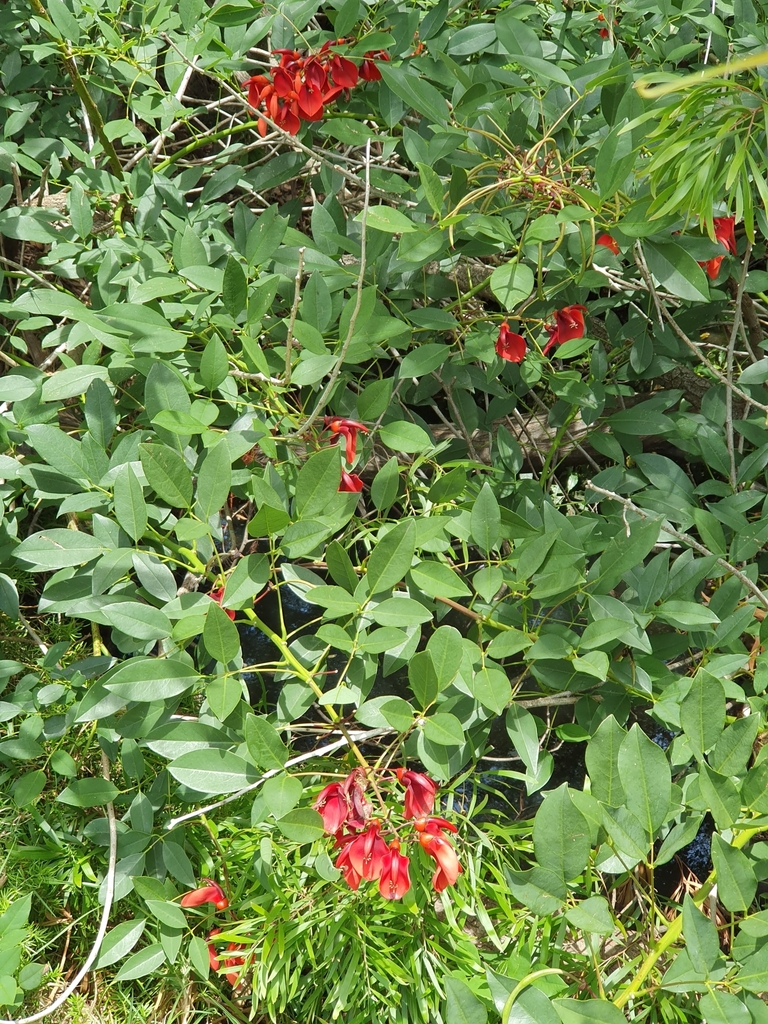 Cockspur coral tree from Mollymook Beach NSW 2539, Australia on ...