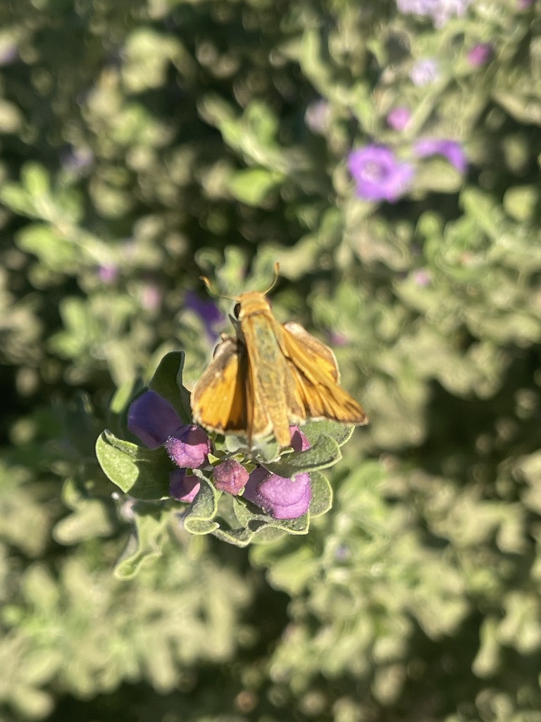 Skippers from Indian Ridge Country Club, Palm Desert, CA, US on ...