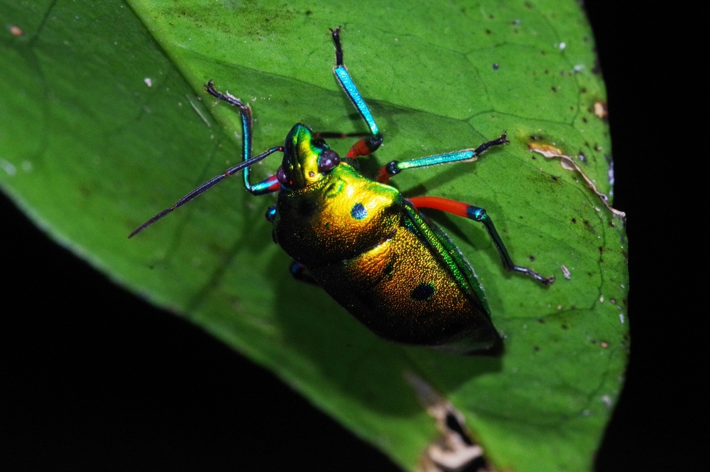 Calliphara excellens in November 2023 by Takaaki Hattori · iNaturalist