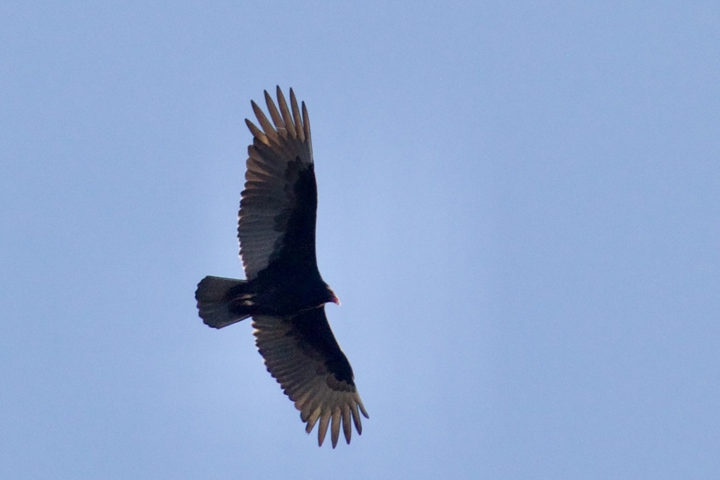 Turkey Vulture from Reserve St, Hot Springs, AR, US on November 11 ...
