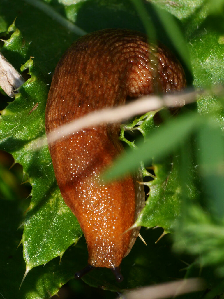 Northern Dusky Slug from Hilliardton Marsh on August 11, 2023 at 06:29 ...