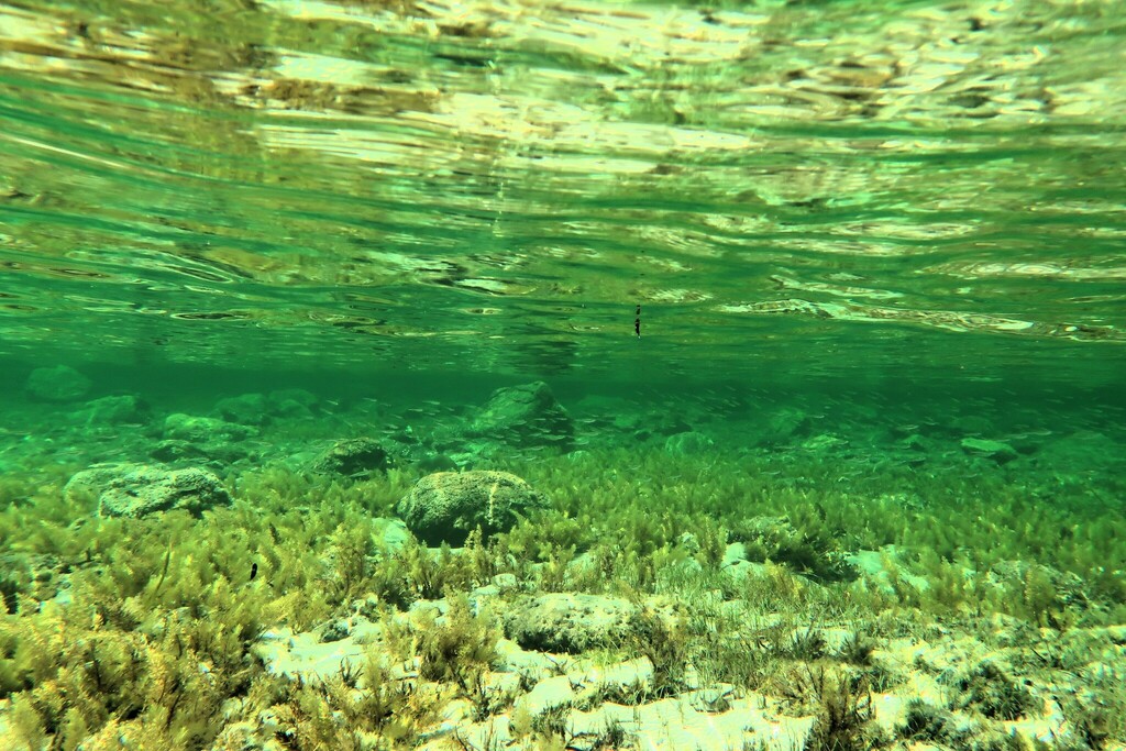 Blue Sprat from 7000 Main S Rd, Normanville SA 5204, Australia on ...