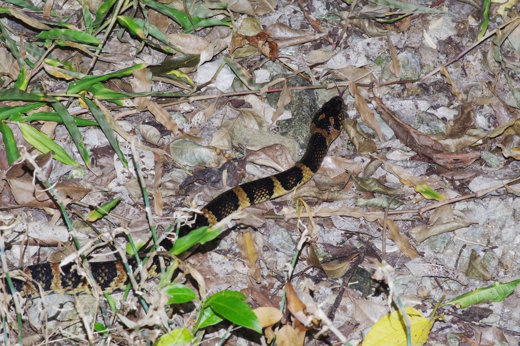 Loo-Choo Big-tooth Snake in November 2023 by Takaaki Hattori · iNaturalist