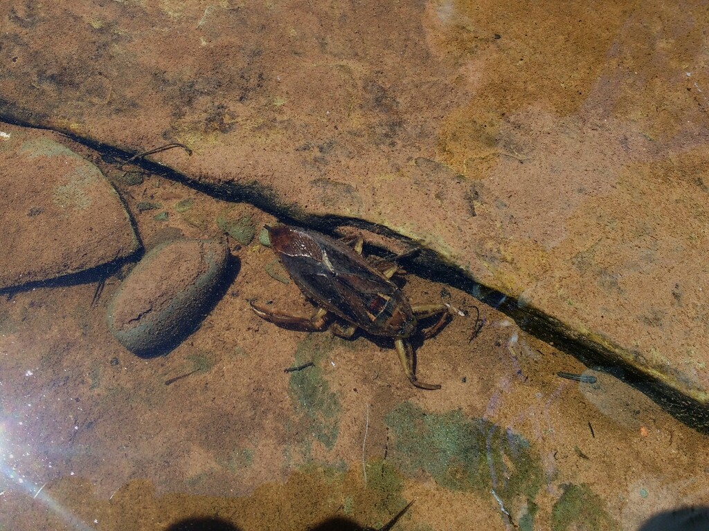 American Giant Water Bug from Nawadaha Falls, Wakefield Township, MI ...