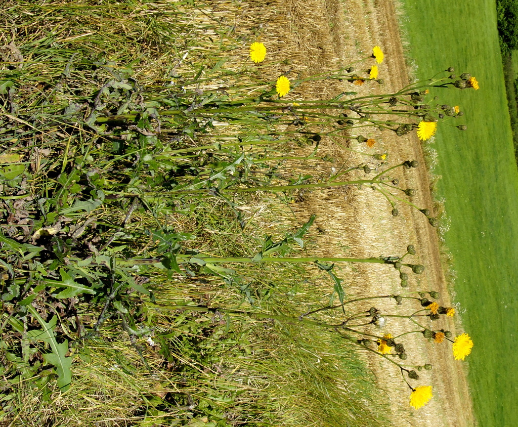 Perennial Sow Thistle (Black Hills Invasive Plant Guide) · iNaturalist