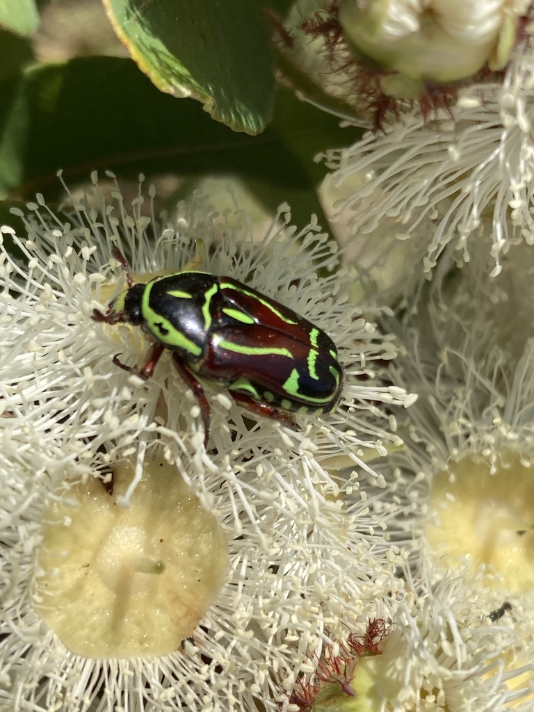 Fiddler Beetle from Coomba Park, NSW, AU on November 12, 2023 at 01:14 ...