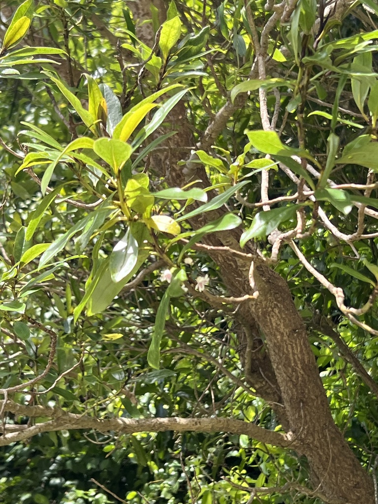 Ngaio from Zealandia Ecosanctuary, Wellington, Wellington, NZ on ...