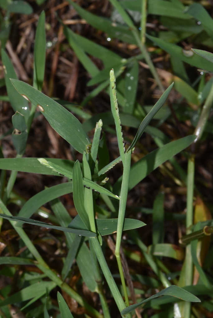 Brook Crowngrass in November 2023 by Jake Smith · iNaturalist