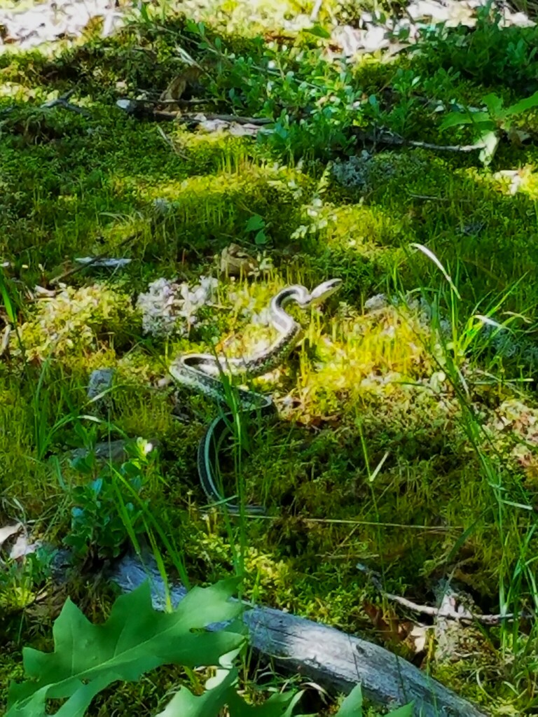 Common Garter Snake from Porcupine Mountains- Lake of the Clouds on ...