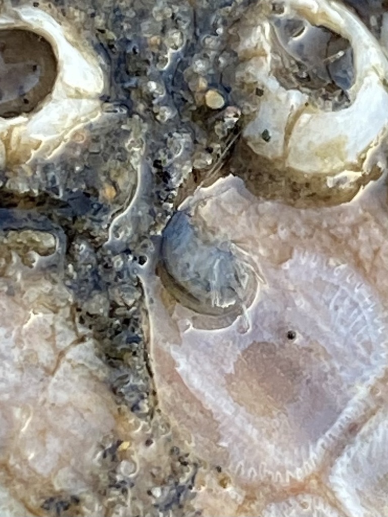Amphipods from Soquel Cove, Capitola, CA, US on November 11, 2023 at 04 ...