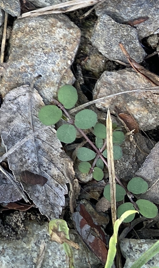 vascular plants from Pathfinder Community Regional Park, Rowland ...