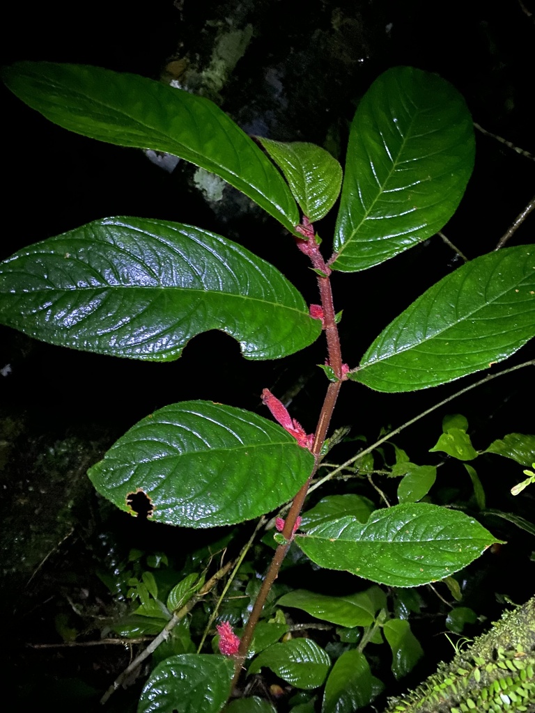 Columnea inaequilatera from Mera, Pastaza, EC on November 6, 2023 at 07 ...