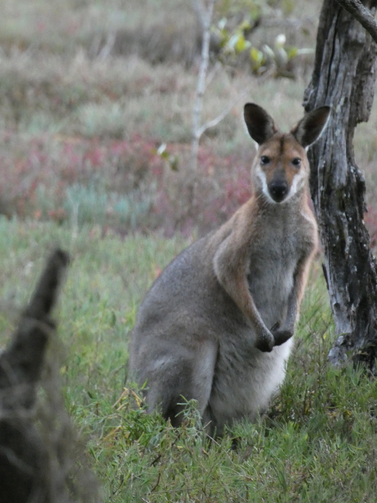 Red-necked Wallaby from Gold Coast QLD, Australia on November 11, 2023 ...
