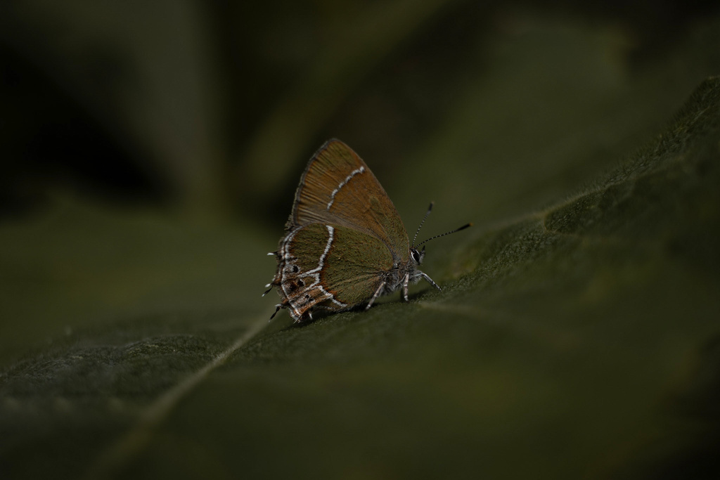 Callophrys xami xami from Calle Miguel Murrieta Mora, Colonia Santa ...
