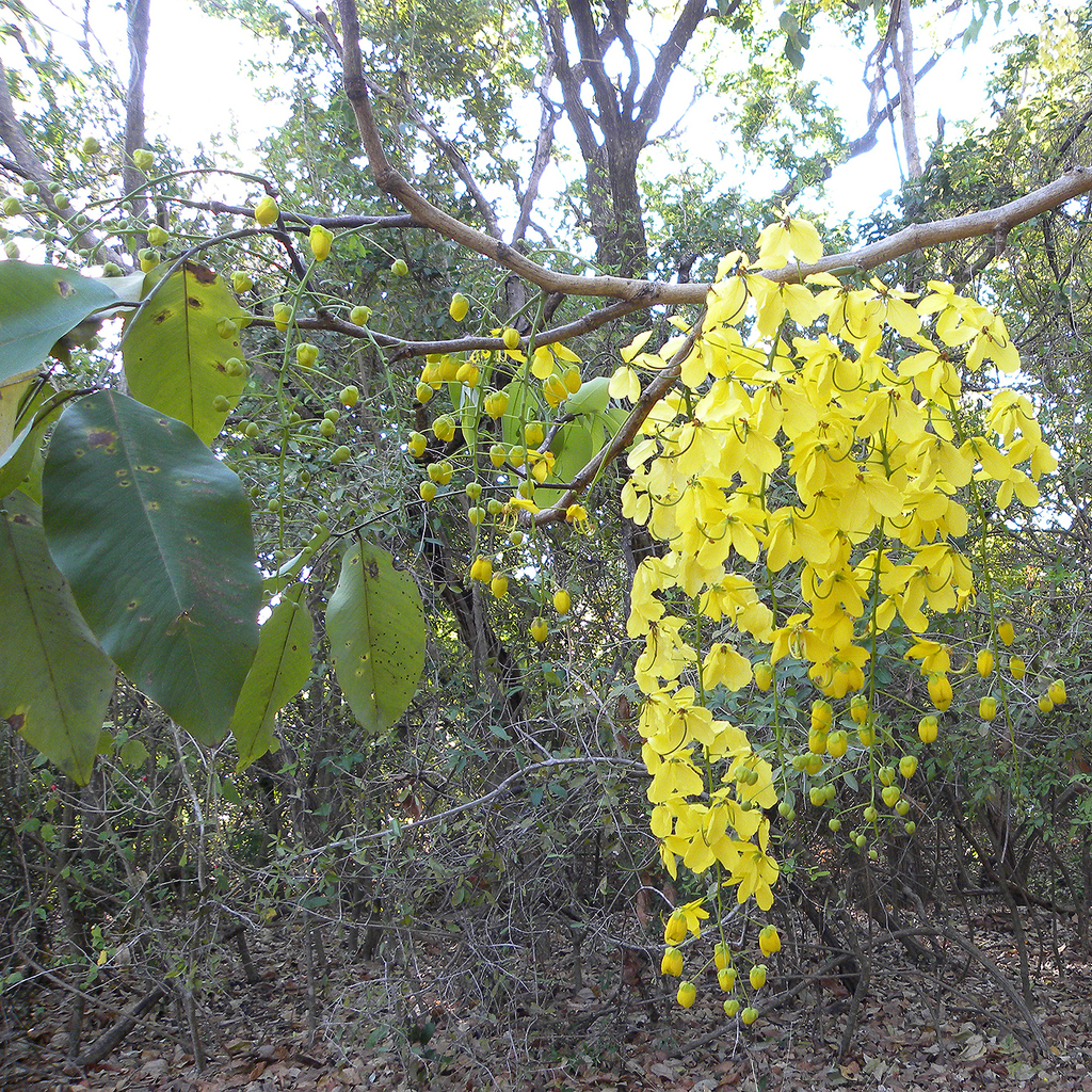 Golden shower tree from Hacienda la Pacifica, Provincia de Guanacaste ...