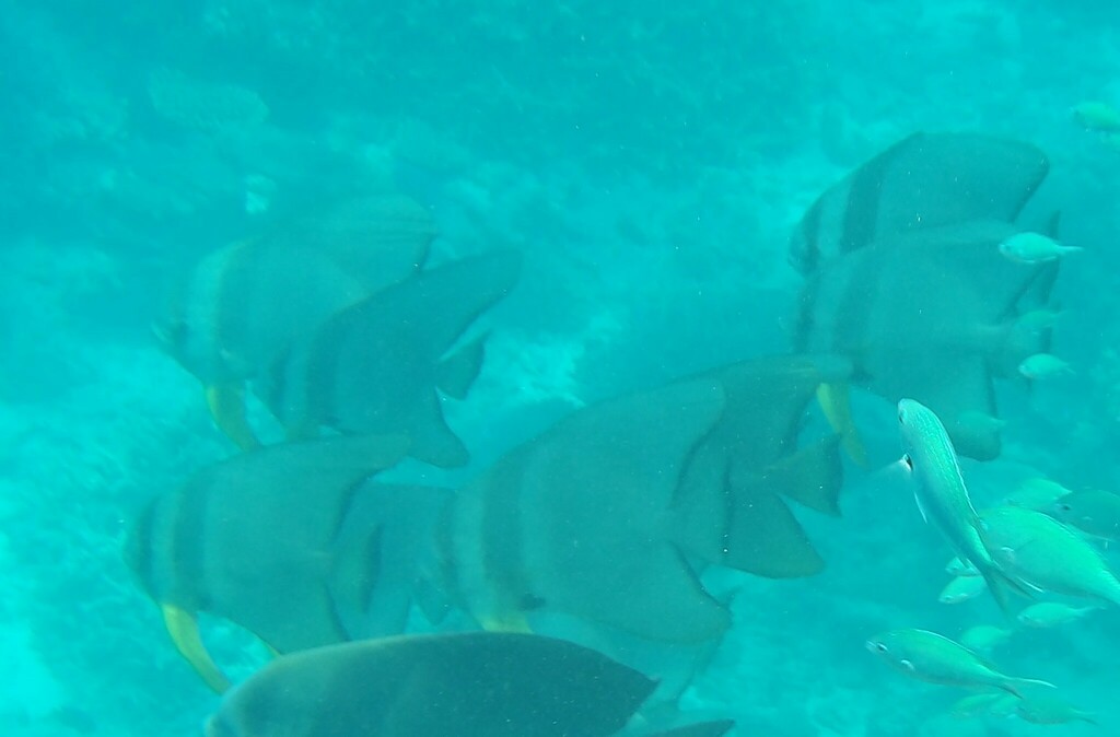 Batfishes from Hinchinbrook, QLD, Australia, John Brewer Reef on ...