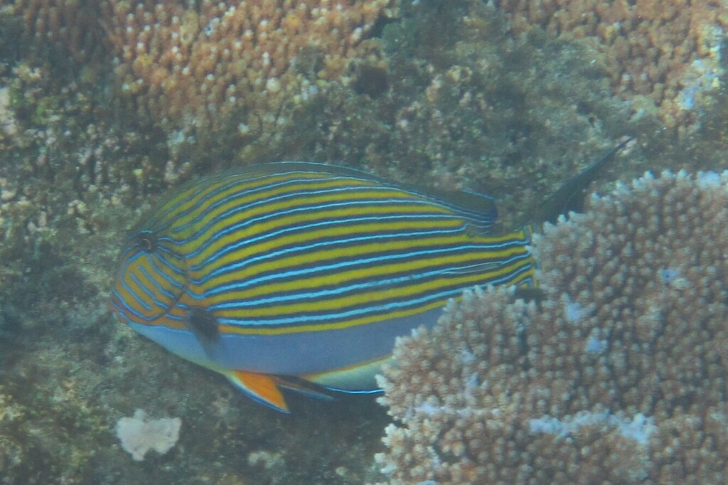 Striped Surgeonfish from Hinchinbrook, QLD, Australia, John Brewer Reef ...