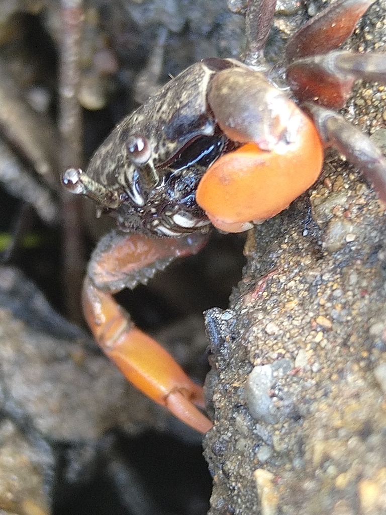 Semaphore Crab from Eurobodalla, AU-NS, AU on November 12, 2023 at 02: ...