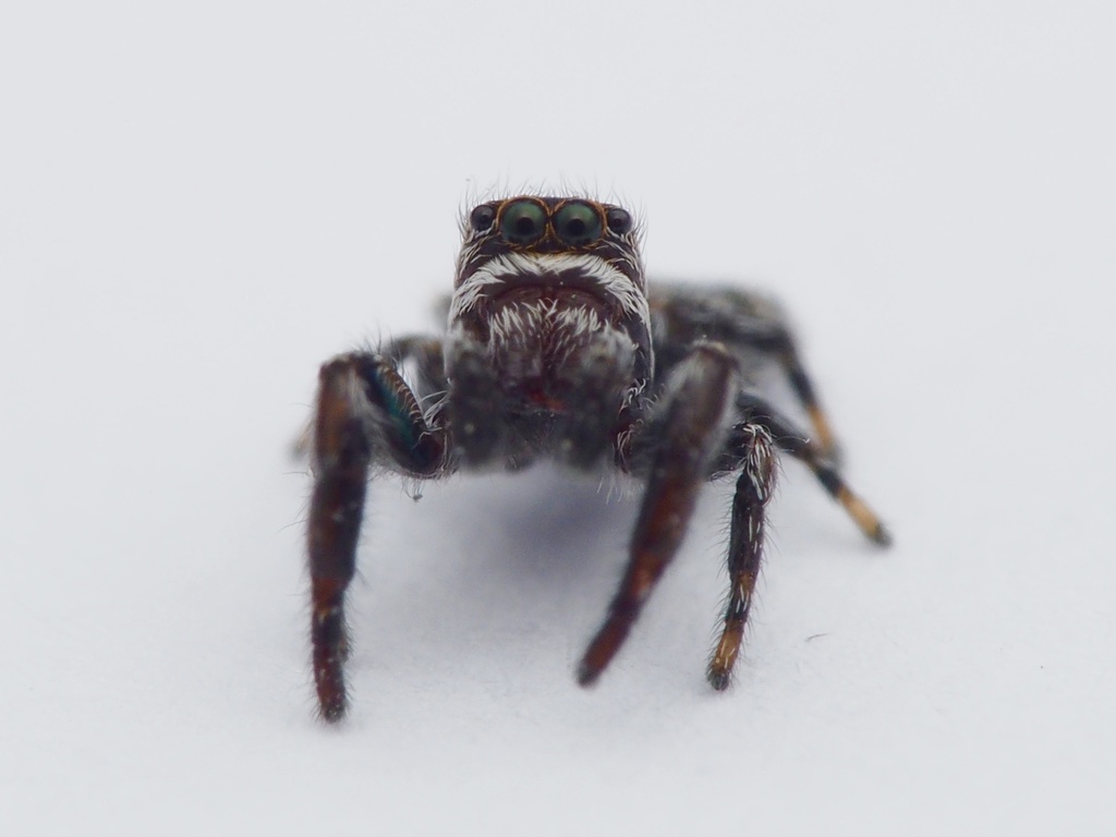 Jumping Spiders from North Island, Kaeo, Northland, NZ on November 12 ...