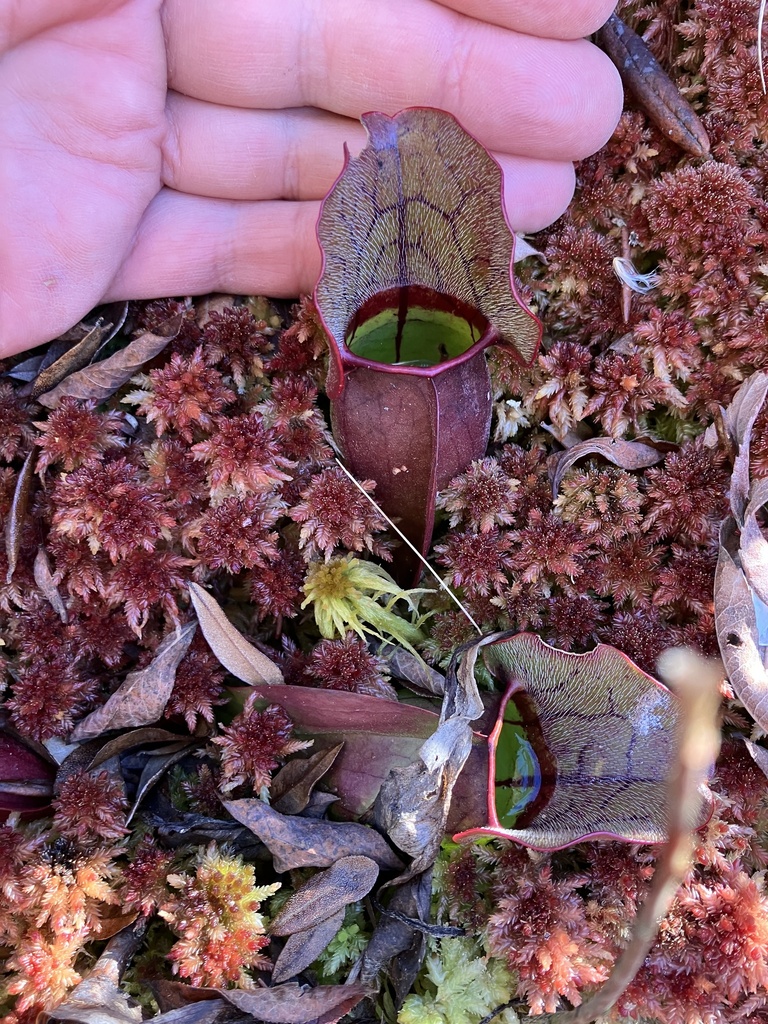 purple pitcher plant in November 2023 by Adam Kohl · iNaturalist