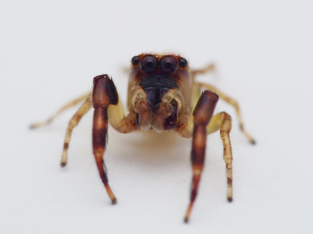 Jumping Spiders from North Island, Kaeo, Northland, NZ on November 11 ...