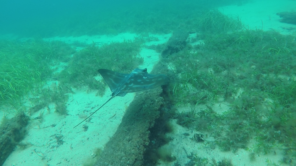New Zealand Eagle Ray from Busselton, WA, Australia on November 12 ...