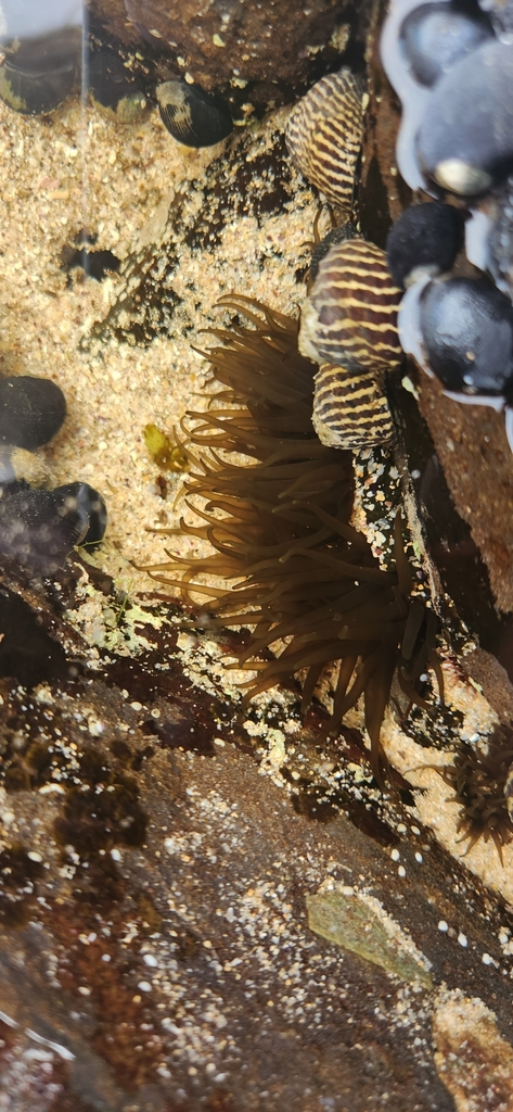 Green snakelock anemone from JFMM+HH, Ulladulla NSW 2539, Australia on ...