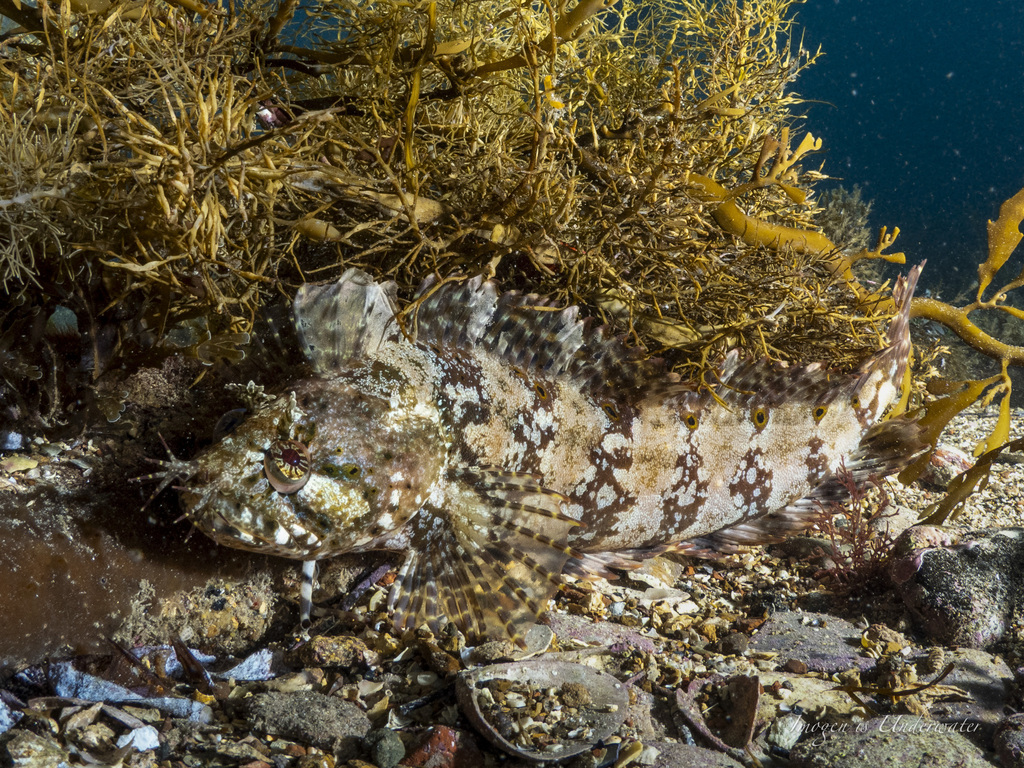Johnston's Weedfish from Flinders VIC 3929, Australia on November 11 ...