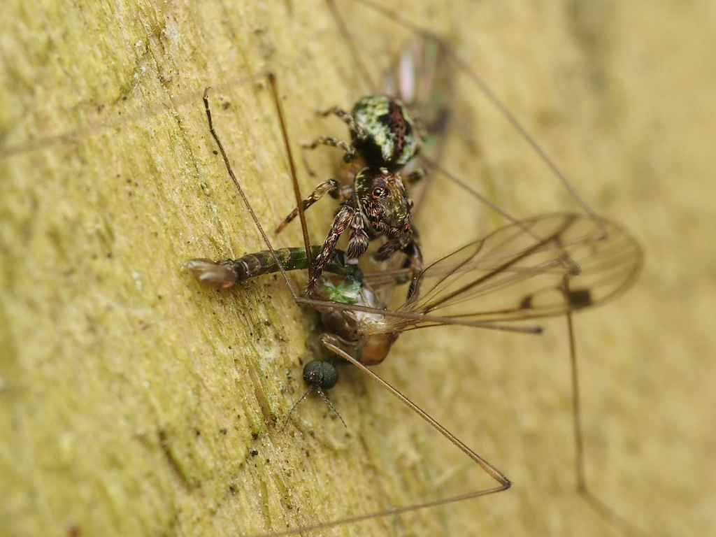 Hinewaia embolica from North Island, Kaeo, Northland, NZ on November 9 ...