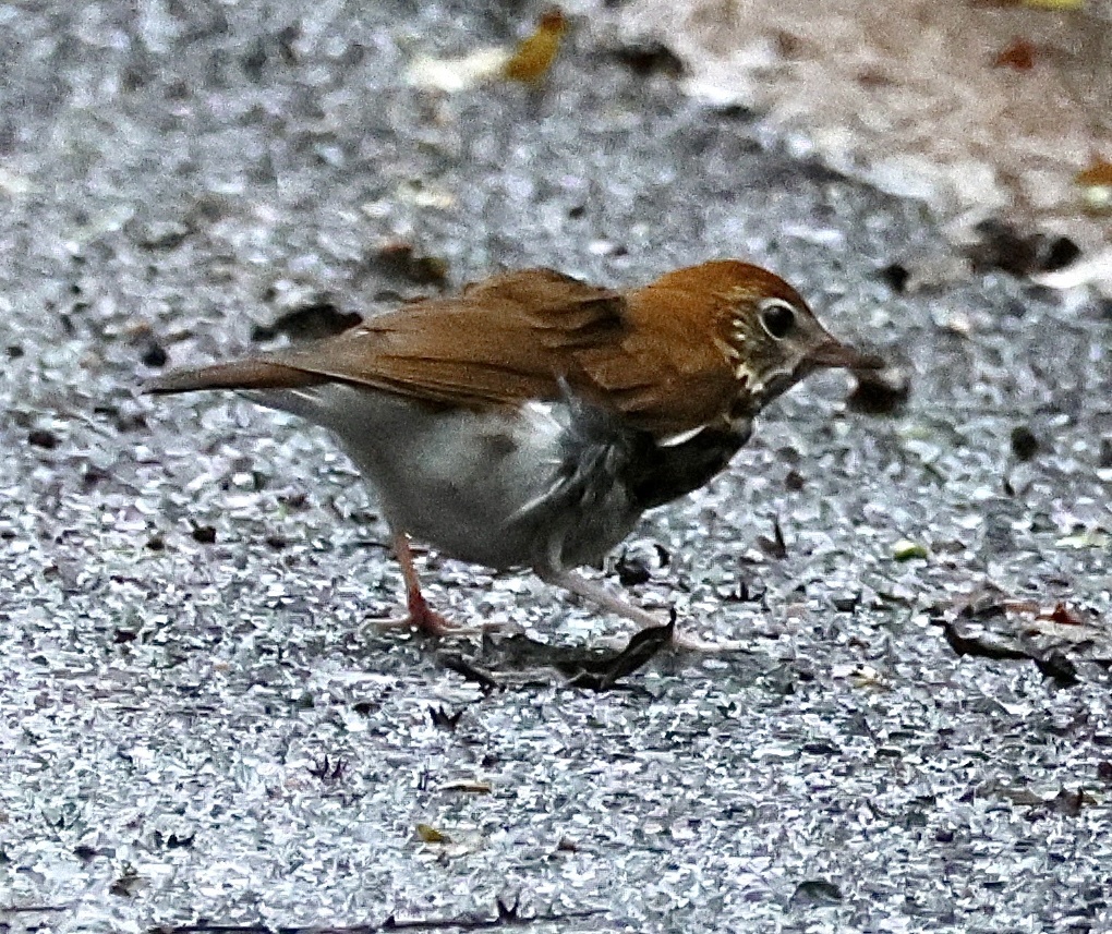 Wood Thrush from Sunset Dr, McAllen, TX, US on November 11, 2023 at 02: ...