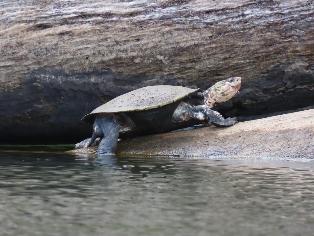 White-throated Snapping Turtle from Pioneers Rest QLD 4650, Australia ...