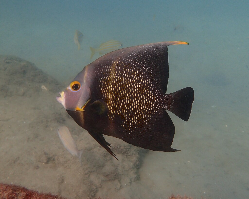 French Angelfish from Riviera Beach, FL, USA on November 11, 2023 at 08 ...