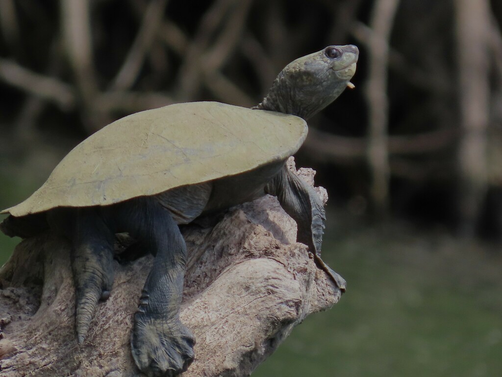 White-throated Snapping Turtle from Tiaro QLD 4650, Australia on ...