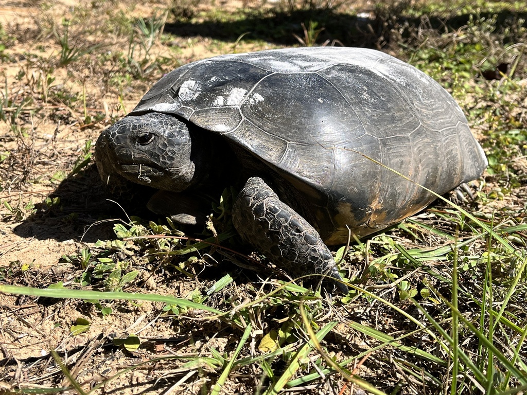 Gopher Tortoise in October 2023 by Lucas Pittman · iNaturalist