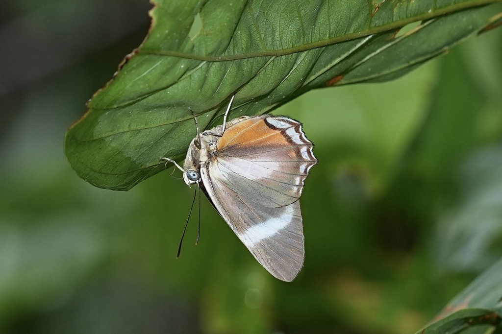 Setabis flammula from Laguna de Taracoa, Ecuador on November 9, 2023 at ...