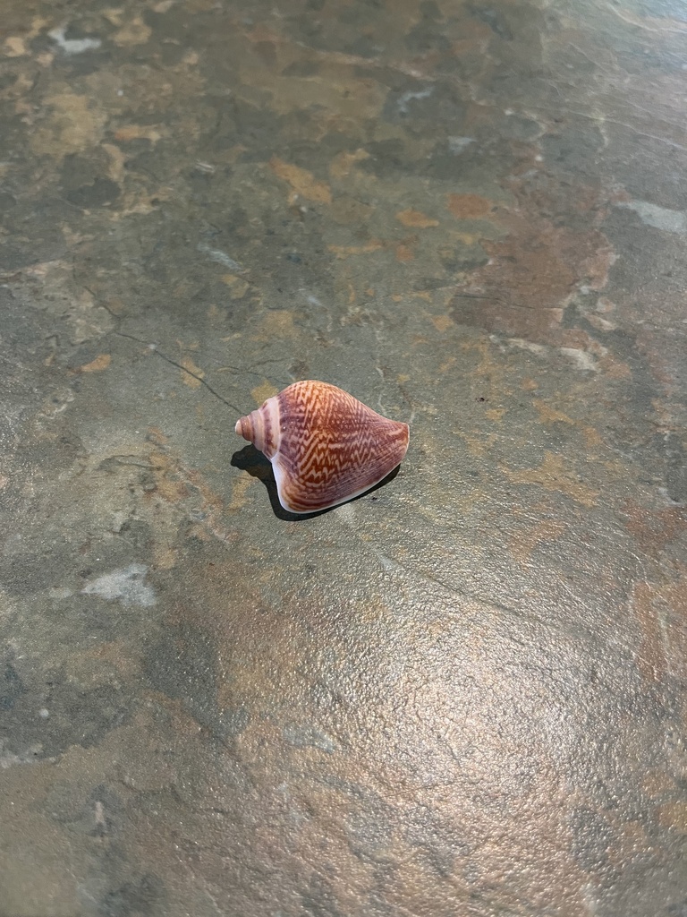 Dog Conch from Cutten St, Bingil Bay, QLD, AU on November 12, 2023 at ...