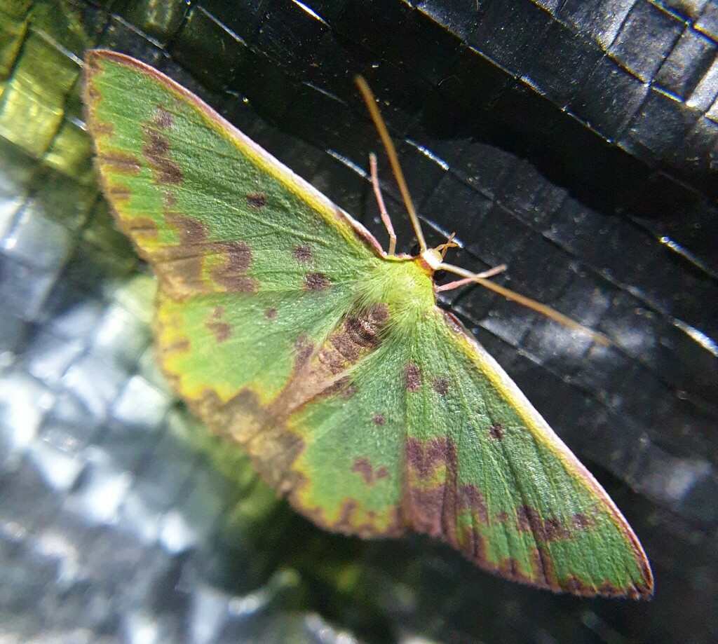 Northern Emerald from Perth WA, Australia on November 11, 2023 at 08:19 ...