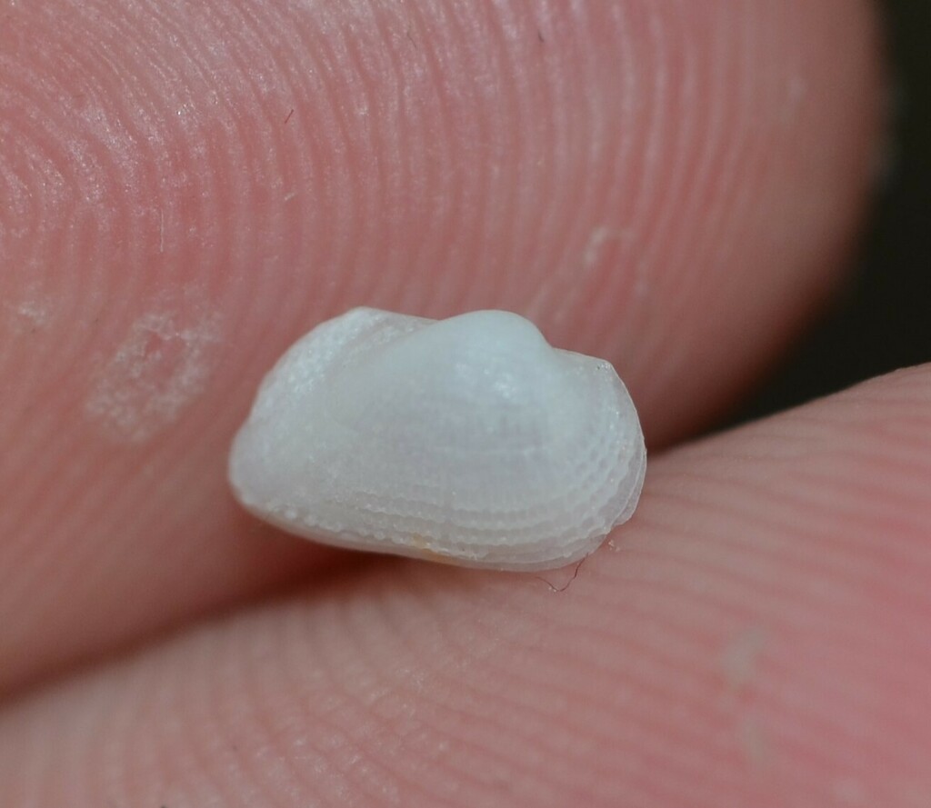 Adam's Miniature Ark from Broward County, FL, USA on October 17, 2023 ...