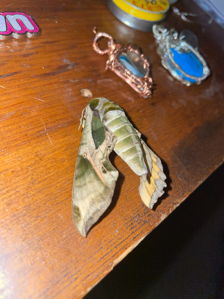 Pandorus Sphinx from Leicester on November 11, 2023 at 11:50 PM by ...