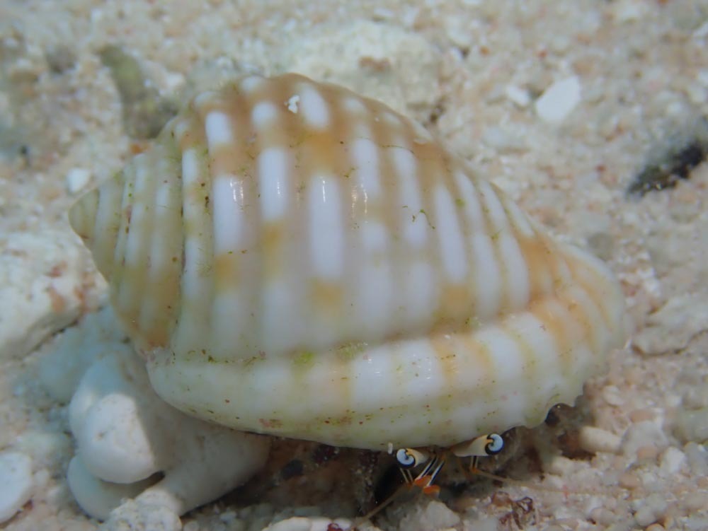 Apple Tun Snail from Maloelap Atoll, RMI on October 21, 2023 at 02:48 ...