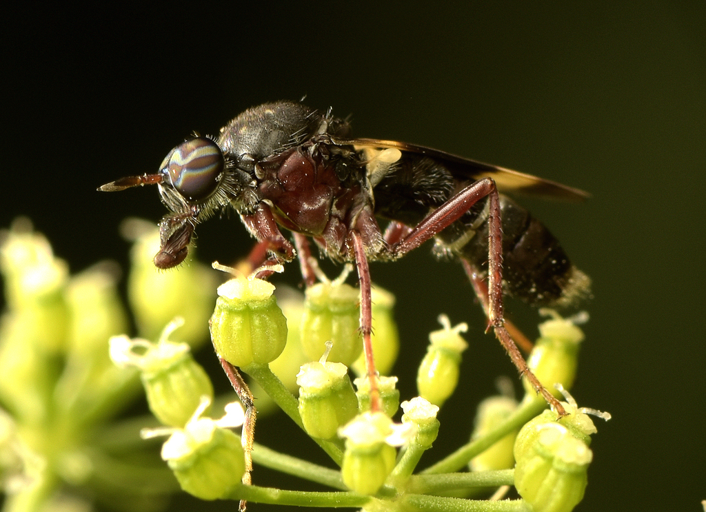 Pipinnipons fascipennis from Paddys River, ACT, Australia on November ...